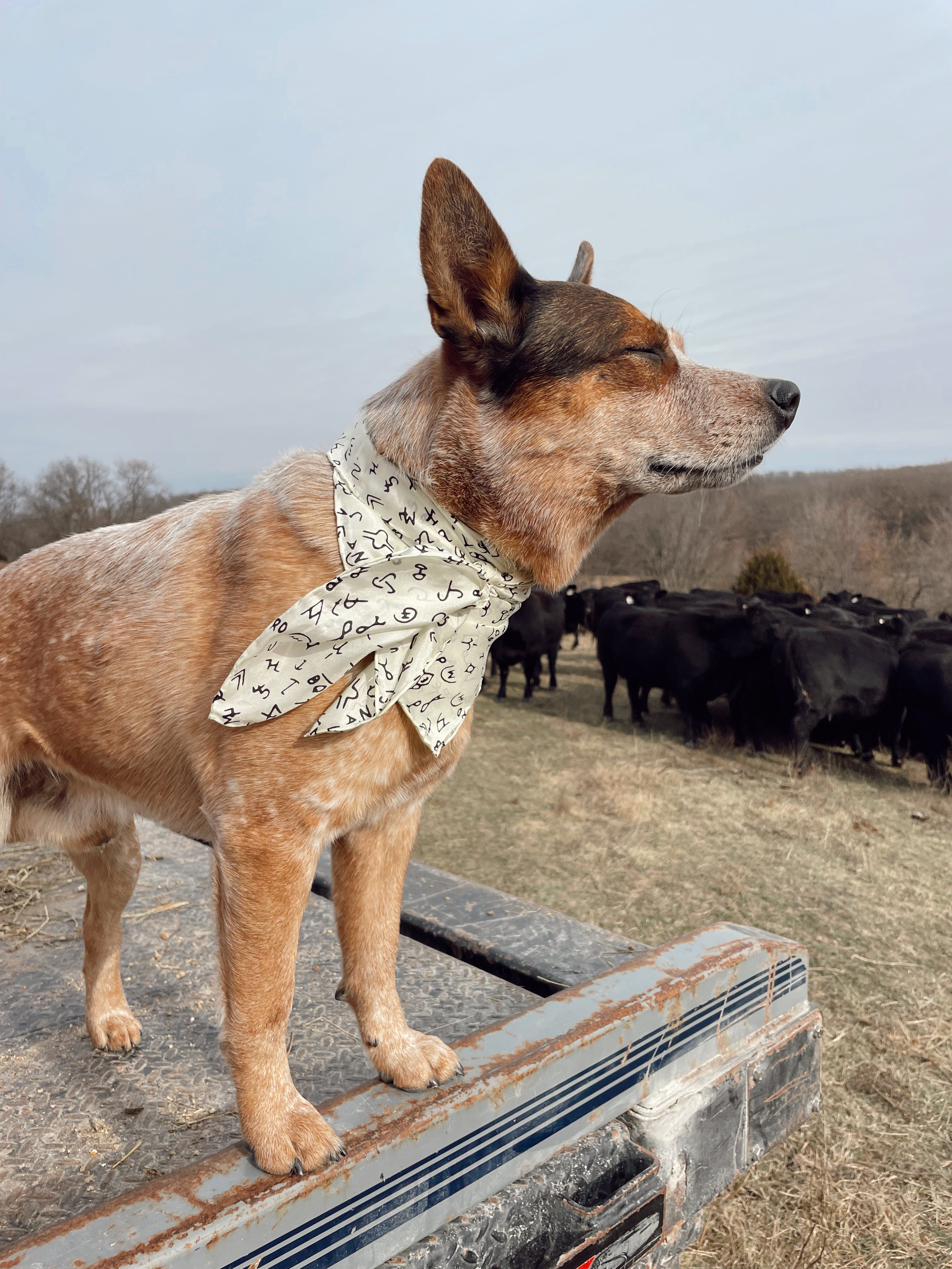 Ivory Brand Wild Rag – Triple J Ranchwear